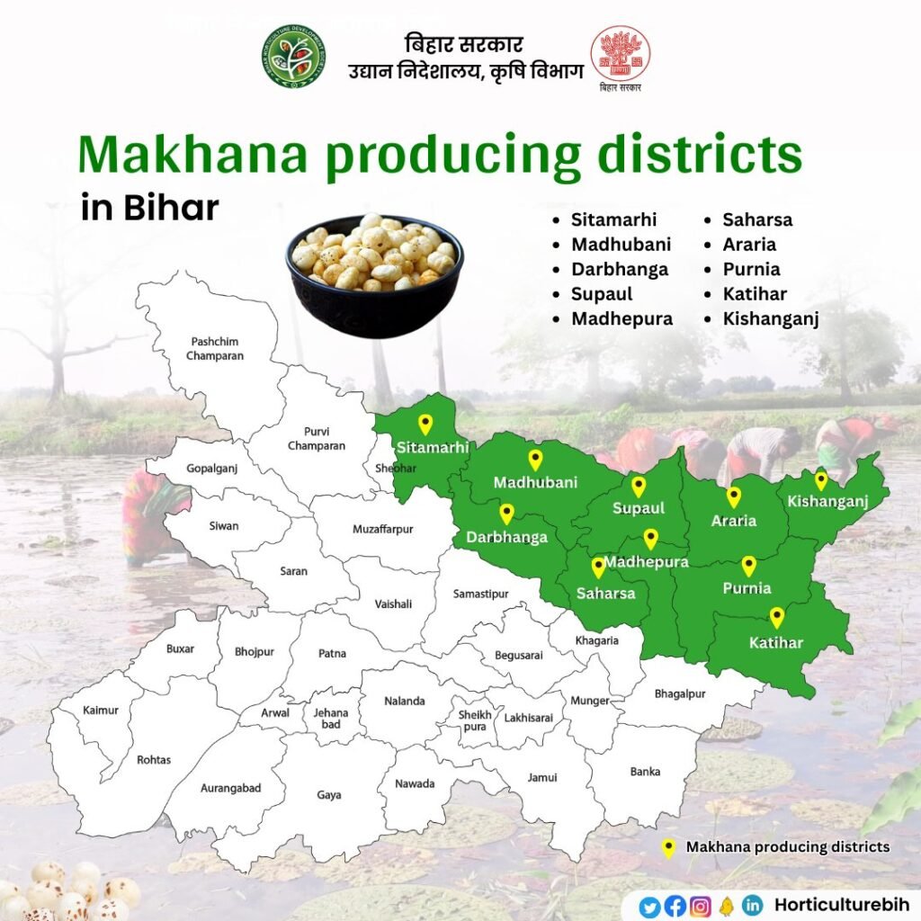 Makhana in India: Cultivation, Nutrition & Global Demand
